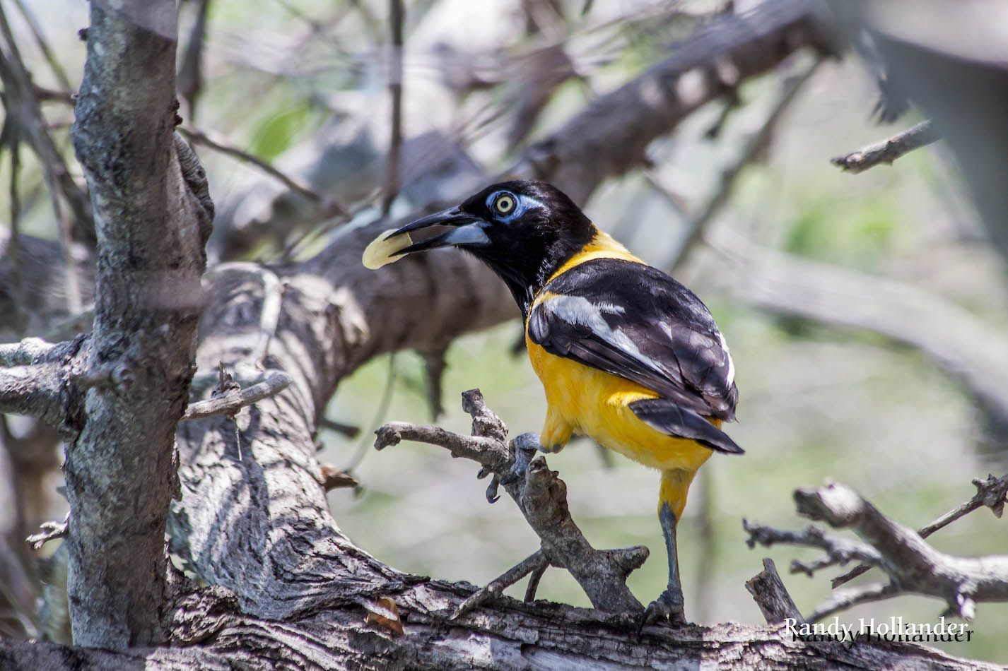 Carmabi Annual Reports | Carmabi