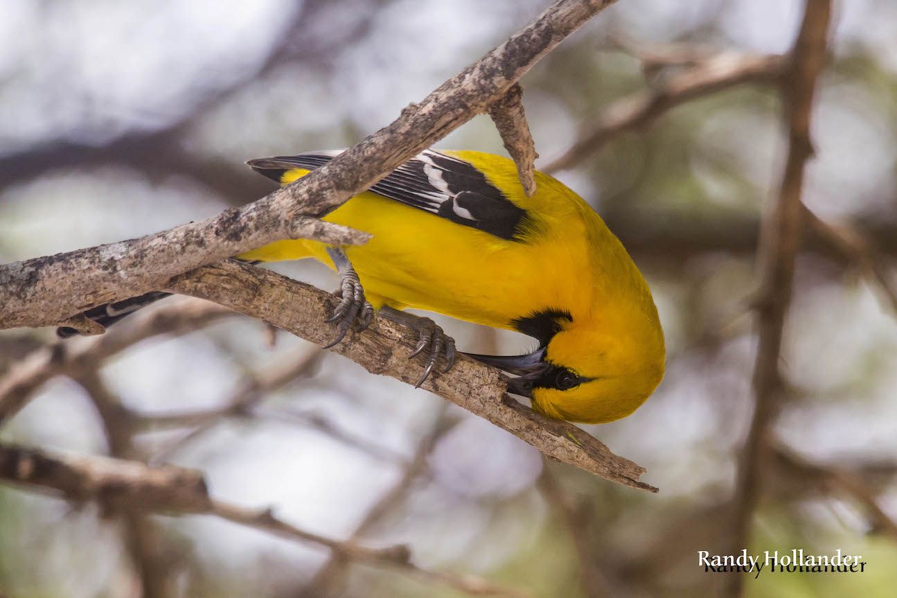 Carmabi Annual Reports | Carmabi