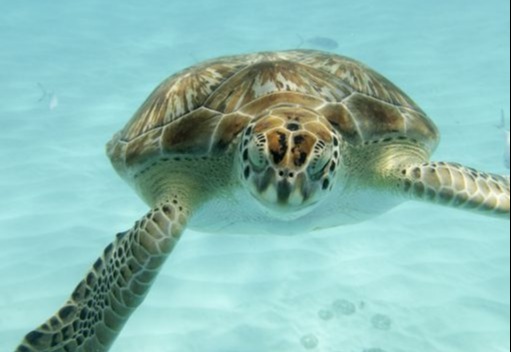 Carmabi Annual Reports | Carmabi