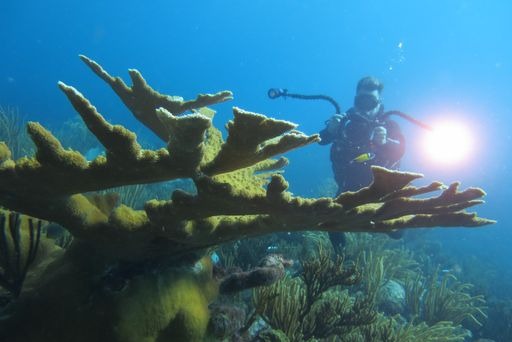 Carmabi Annual Reports | Carmabi