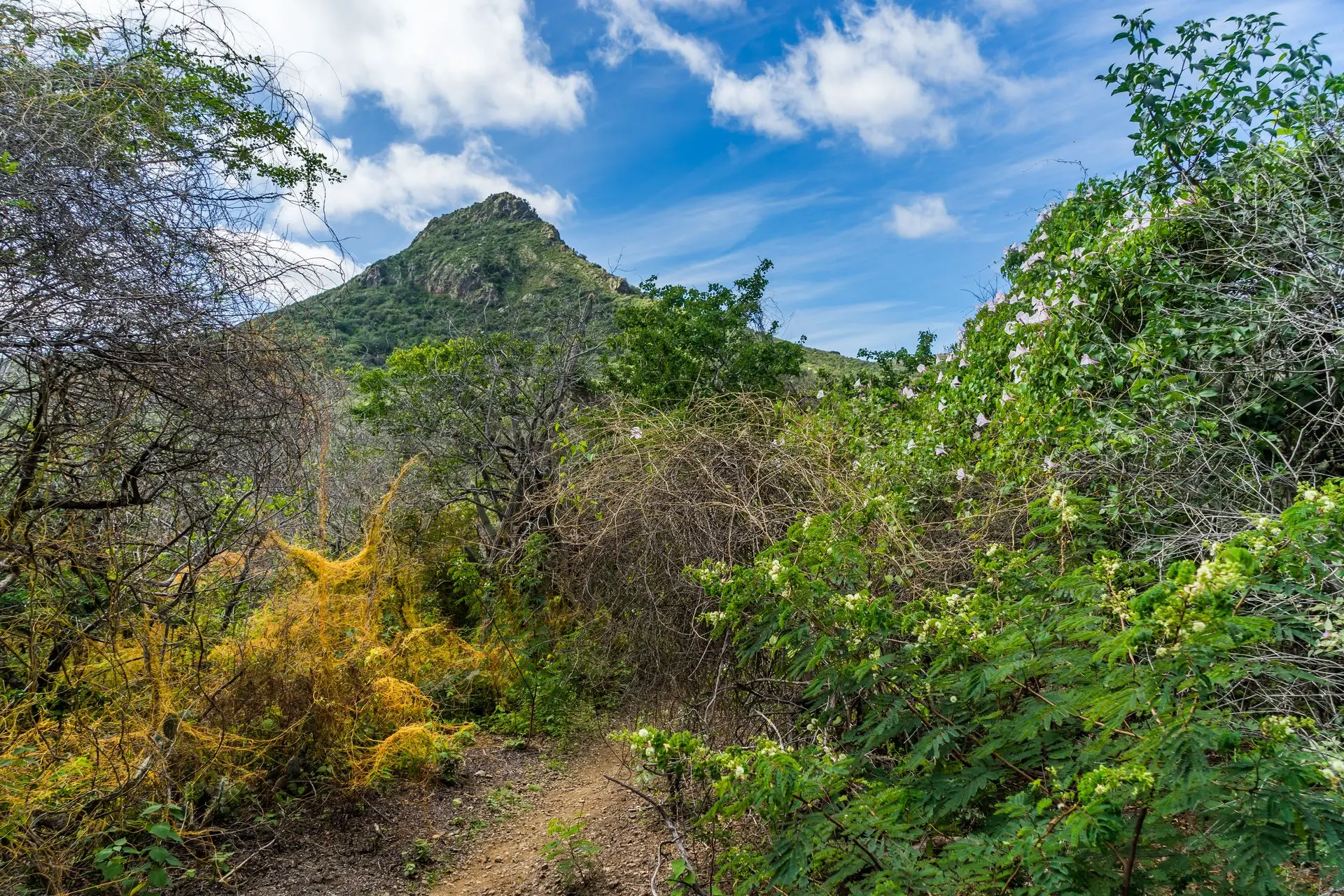 Vacancy: Park Manager | Carmabi