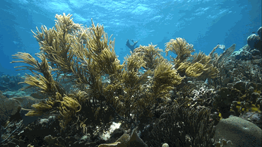 Carmabi-Press-Kit | Carmabi