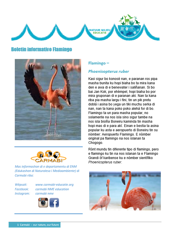 boletin informativo flamingo | Carmabi