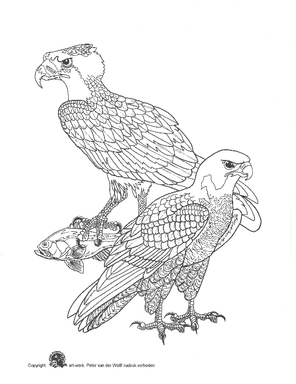 kleurplaat arend | Carmabi