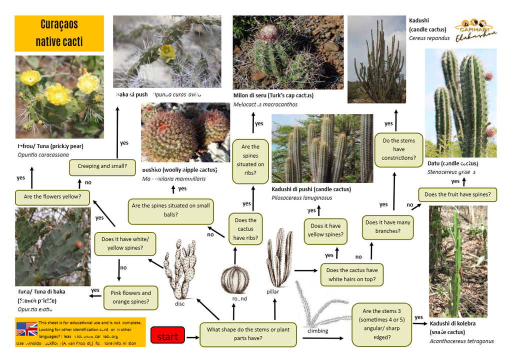 cacti identification sheet | Carmabi