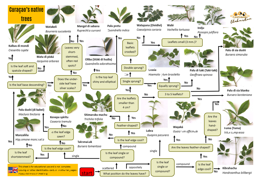 trees identification sheet | Carmabi